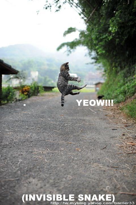 YEOW!!! (INVISIBLE SNAKE) - Lolcats - lol | cat memes | funny cats ...