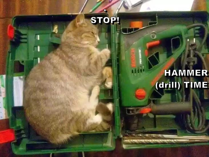 STOP! - Lolcats - lol | cat memes | funny cats | funny cat pictures ...