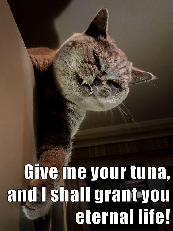 Give me your tuna - Lolcats - lol | cat memes | funny cats | funny cat ...