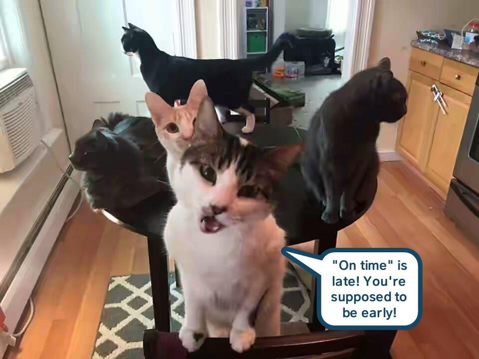 And now you're a full minute late! - Lolcats - lol | cat memes | funny ...