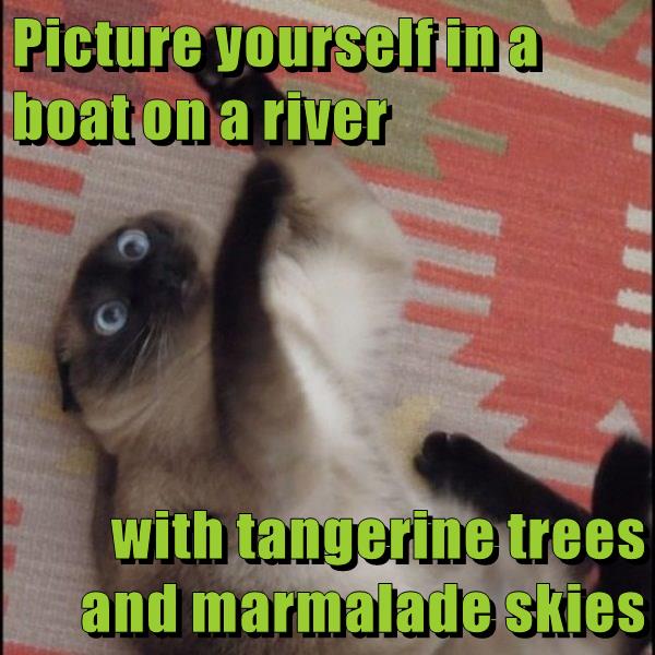 Imagine - Lolcats - lol | cat memes | funny cats | funny cat pictures ...