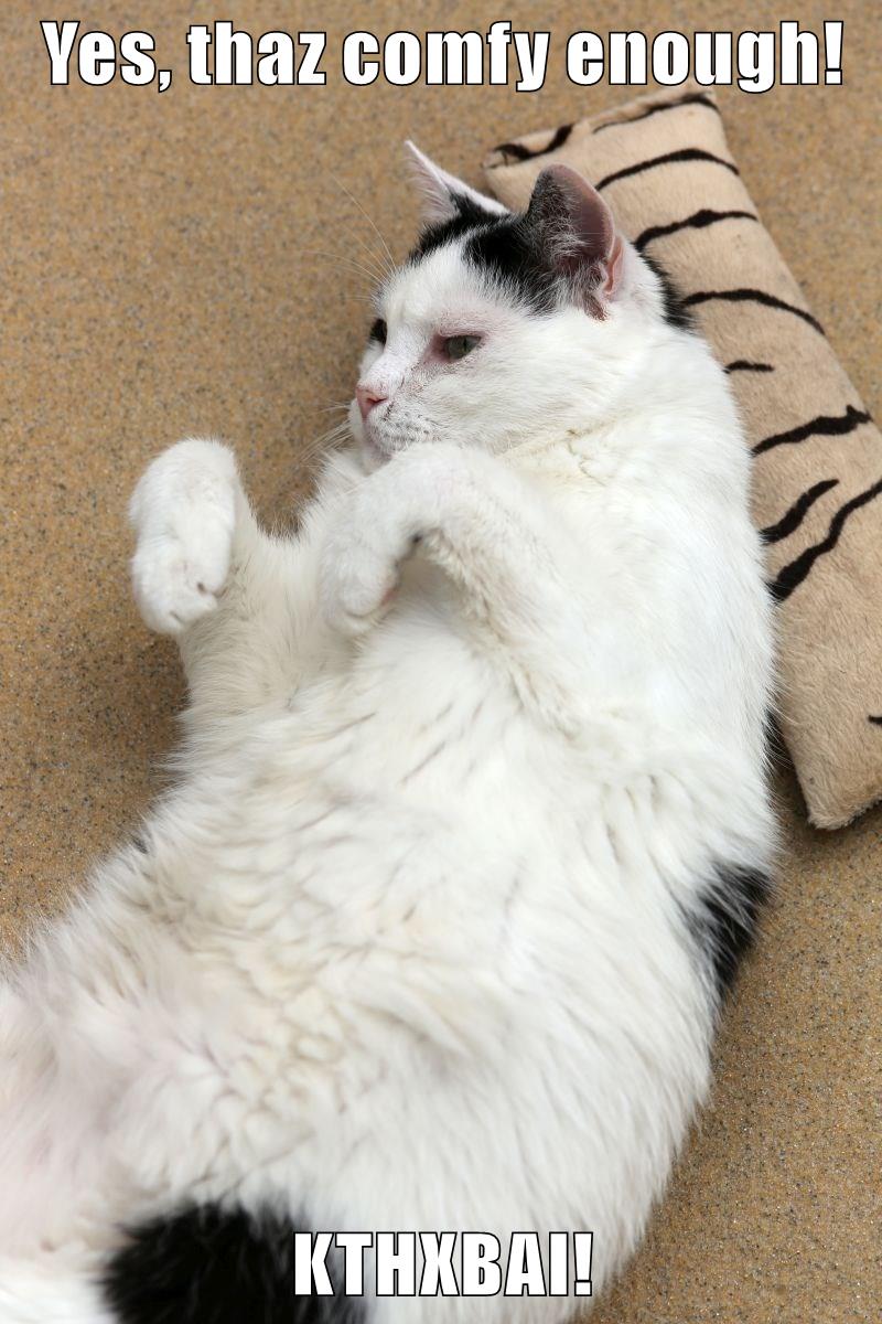Yes, thaz comfy enough! KTHXBAI! - Lolcats - lol | cat memes | funny ...