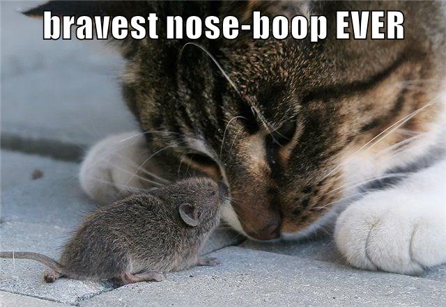 Bravest nose-boop EVER - Lolcats - lol | cat memes | funny cats | funny ...