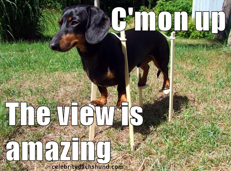 C'mon up The view is amazing - I Has A Hotdog - Dog Pictures - Funny ...