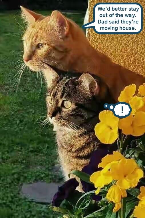 Britishisms, gotta love 'em - Lolcats - lol | cat memes | funny cats ...