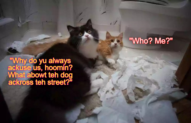 Accusations are flying! - Lolcats - lol | cat memes | funny cats ...