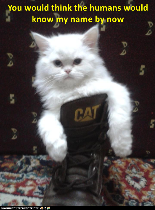 You would think the humans would know my name by now - Lolcats - lol ...