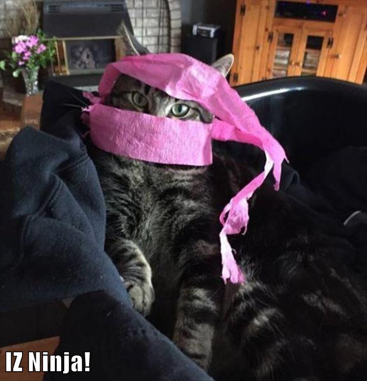I iz Ninja! - Lolcats - lol | cat memes | funny cats | funny cat ...