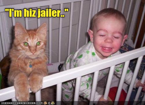 Kittie is up to the task! - Lolcats - lol | cat memes | funny cats ...