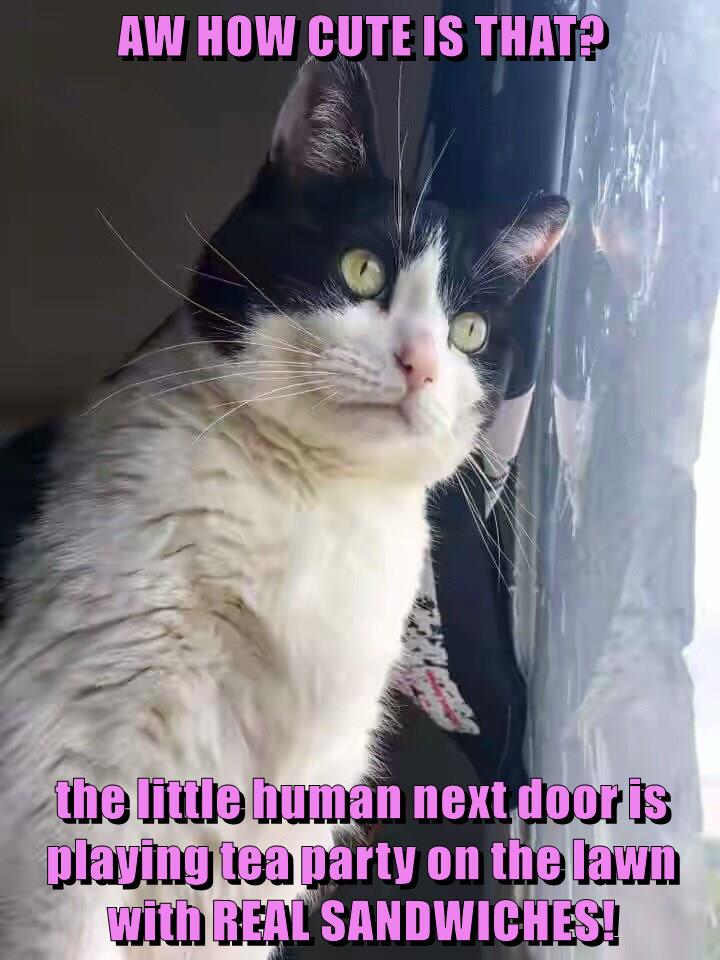 AW HOW CUTE IS THAT? - Lolcats - lol | cat memes | funny cats | funny ...