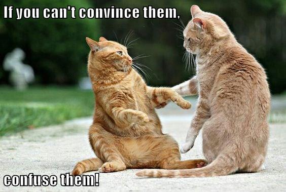If you can't convince them, confuse them! - Lolcats - lol | cat memes ...