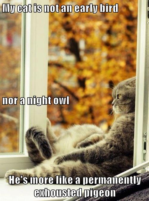 My cat is not an early bird nor a night owl He's more like a ...
