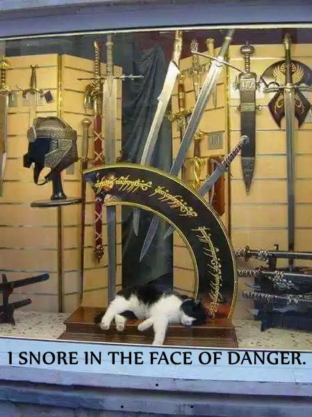 I SNORE IN THE FACE OF DANGER. . . . - Lolcats - lol | cat memes ...