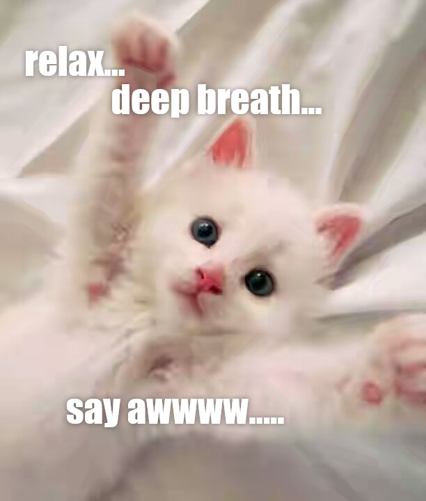 Repeat at often as you need - Lolcats - lol | cat memes | funny cats ...