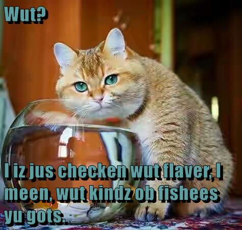 Wut? - Lolcats - lol | cat memes | funny cats | funny cat pictures with ...