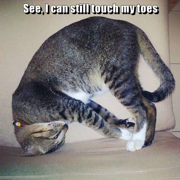 See, I can still touch my toes - Lolcats - lol | cat memes | funny cats ...