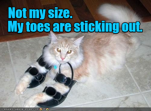 Can I try a larger size? - Lolcats - lol | cat memes | funny cats ...
