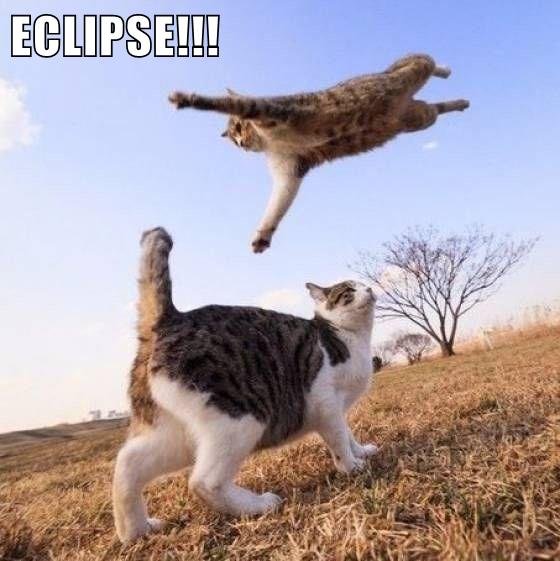 ECLIPSE!!! - Lolcats - lol | cat memes | funny cats | funny cat ...
