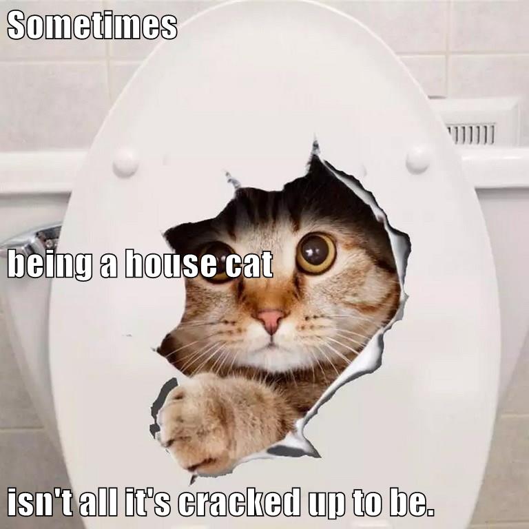 Sometimes being a house cat isn't all it's cracked up to be. - Lolcats ...
