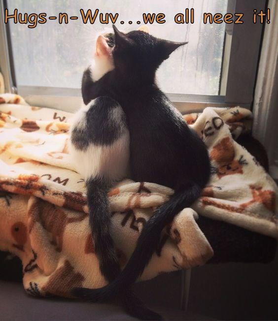 Hugs-n-Wuv...we all neez it! - Lolcats - lol | cat memes | funny cats ...