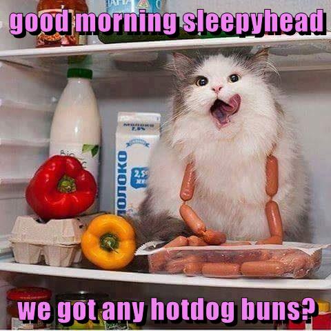 Good morning sleepyhead - Lolcats - lol | cat memes | funny cats ...