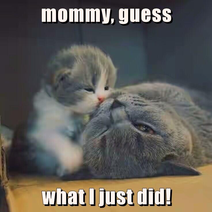 Mommy, guess what I just did! - Lolcats - lol | cat memes | funny cats ...
