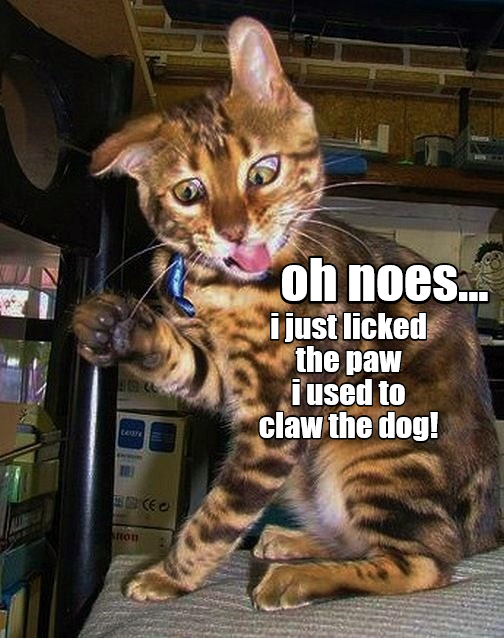 What a mistake to make! - Lolcats - lol | cat memes | funny cats ...