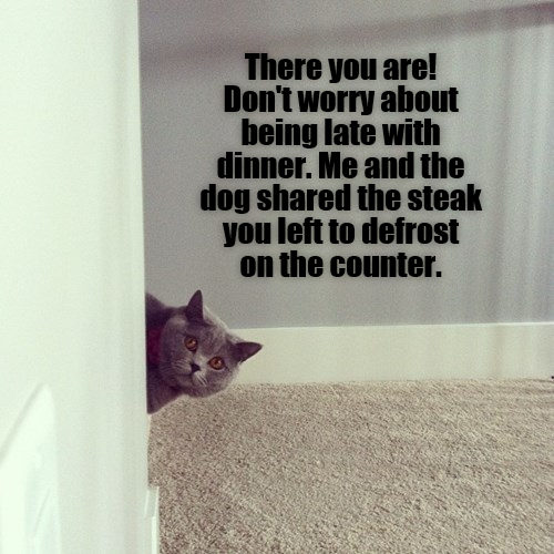 See?We get along just fine - Lolcats - lol | cat memes | funny cats ...