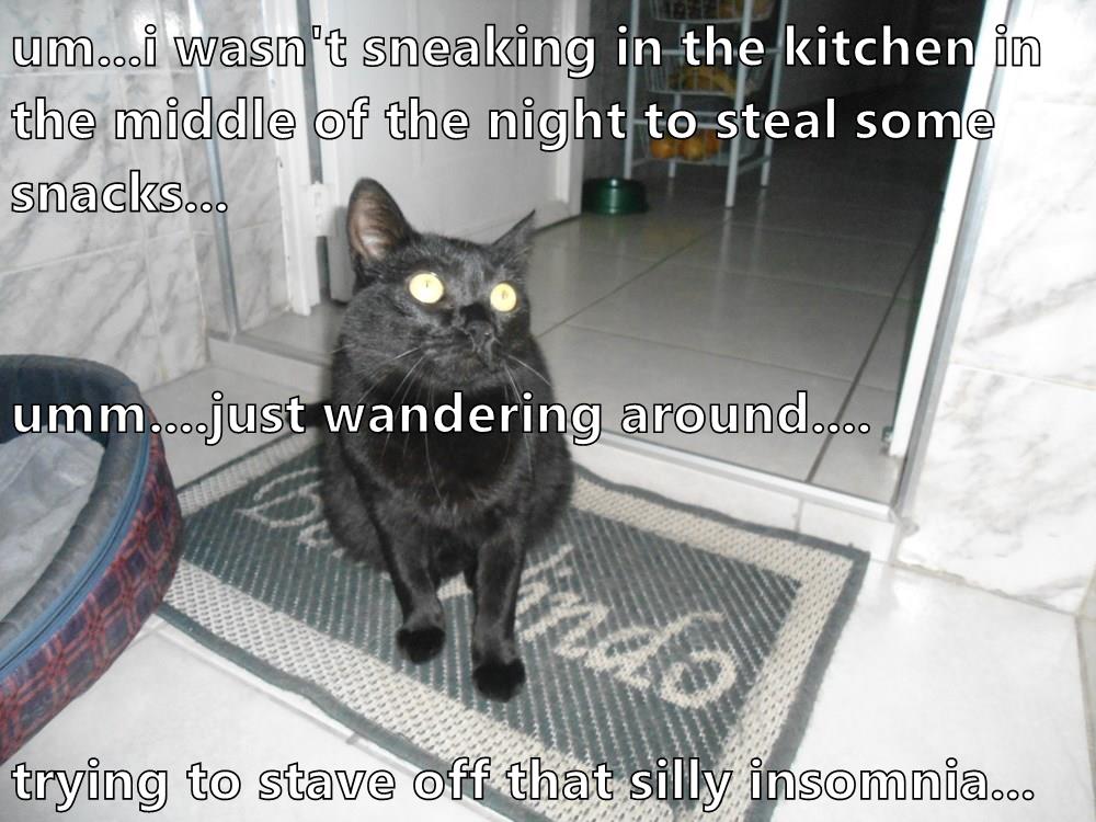 trying to stave off that silly insomnia... - Lolcats - lol | cat memes ...