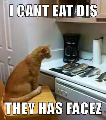 I CANT EAT DIS - Lolcats - lol | cat memes | funny cats | funny cat ...