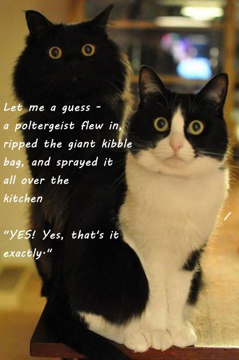 Let me a guess - Lolcats - lol | cat memes | funny cats | funny cat ...