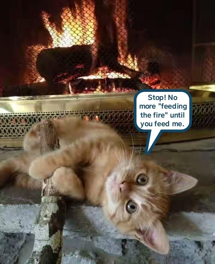 "Thou shalt have no one eating before me" - Lolcats - lol | cat memes ...