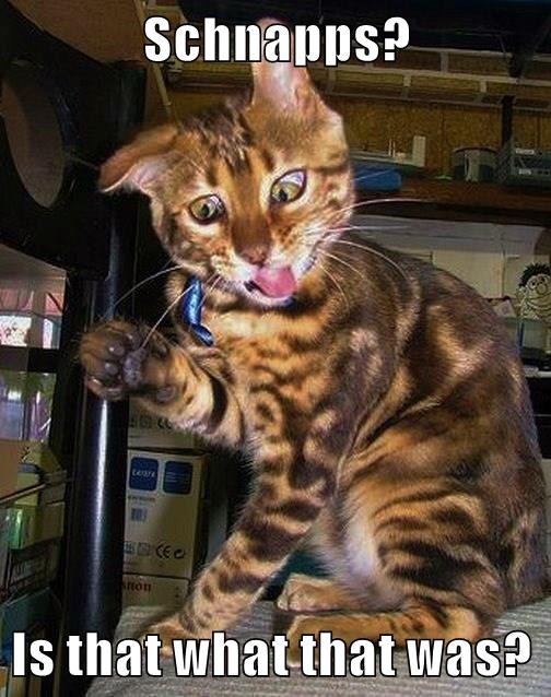 Schnapps? Is that what that was? - Lolcats - lol | cat memes | funny ...