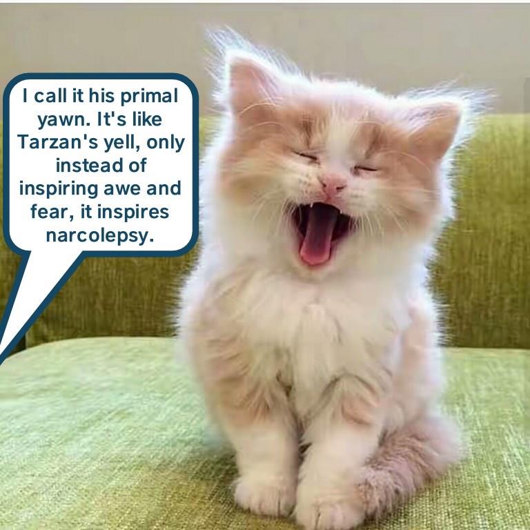 YAW-aw-aw-aw-AW-AW-AWN! - Lolcats - lol | cat memes | funny cats ...