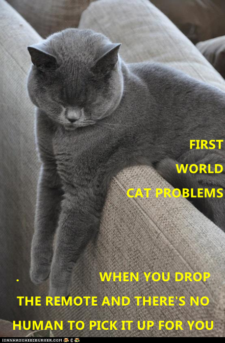 FIRST WORLD CAT PROBLEMS . WHEN YOU DROP THE REMOTE AND THERE'S NO HUMAN TO PICK IT UP FOR YOU ...