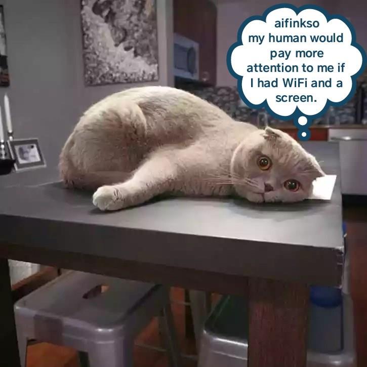 Kitteh hassa rueful - Lolcats - lol | cat memes | funny cats | funny ...