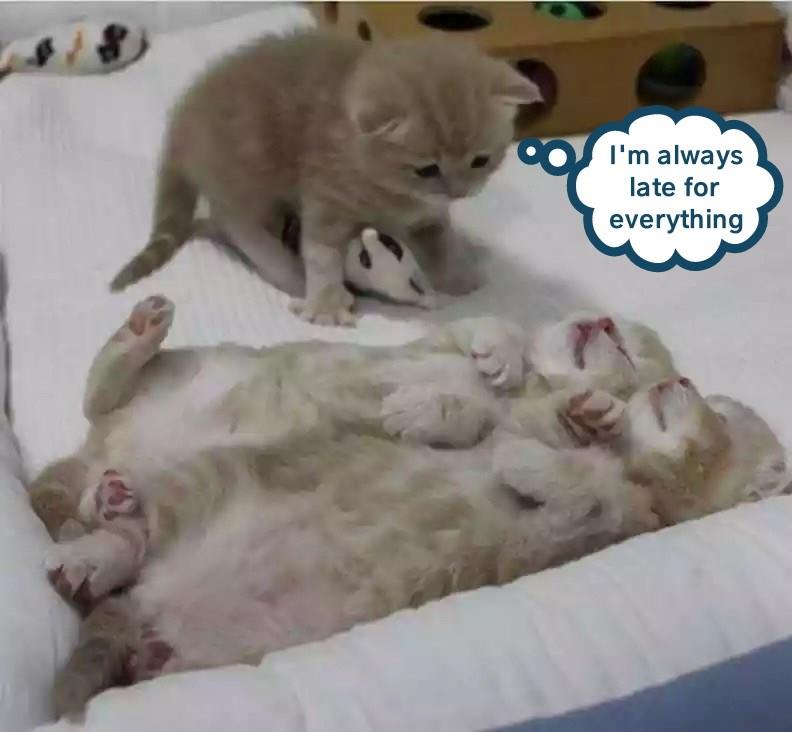 Even sleep - Lolcats - lol | cat memes | funny cats | funny cat ...