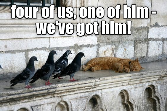 Easy win - Lolcats - lol | cat memes | funny cats | funny cat pictures ...