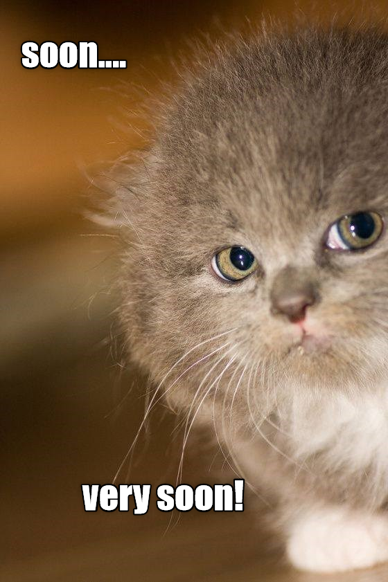Soon - Lolcats - lol | cat memes | funny cats | funny cat pictures with words on them | funny ...