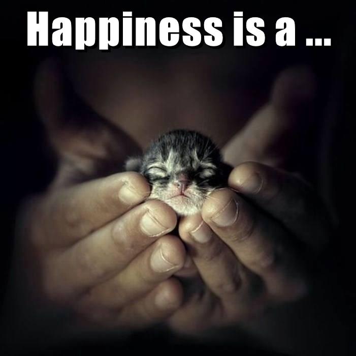 Happiness is a ... - Lolcats - lol | cat memes | funny cats | funny cat ...