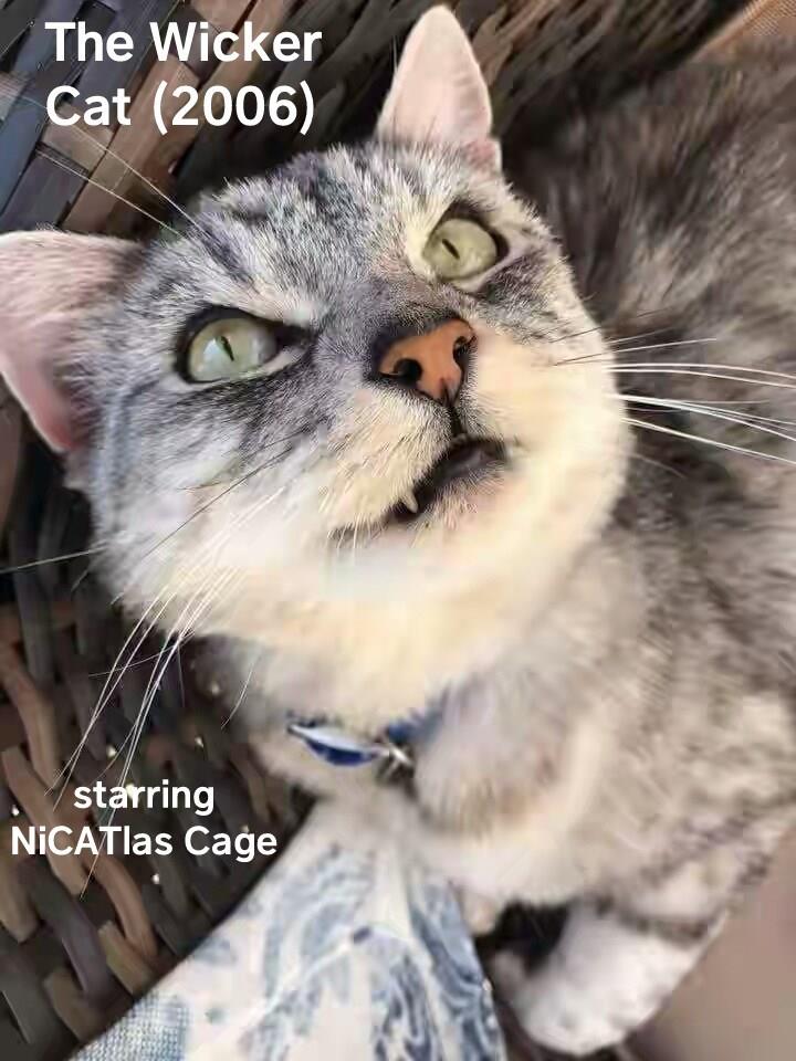 The Wicker Cat - Lolcats - lol | cat memes | funny cats | funny cat ...