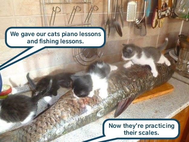 Kittens taking their lessons seriously - Lolcats - lol | cat memes ...