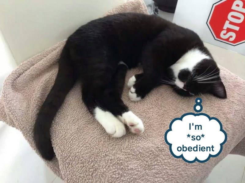 It says "Stop," so I did - Lolcats - lol | cat memes | funny cats ...