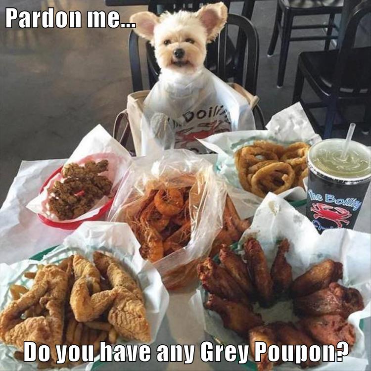 Pardon me... - I Has A Hotdog - Dog Pictures - Funny pictures of dogs ...