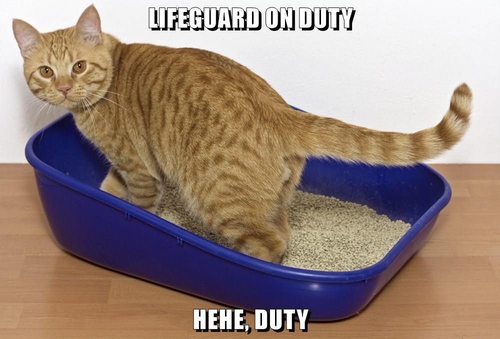 DUTY CALLS - Lolcats - lol | cat memes | funny cats | funny cat ...