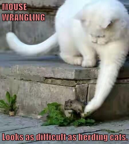 MOUSE WRANGLING - Lolcats - lol | cat memes | funny cats | funny cat ...