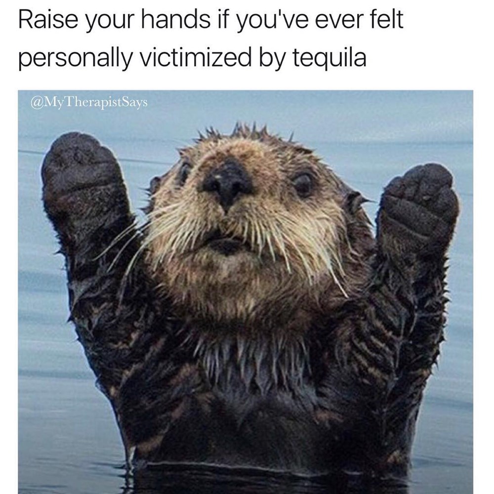 Stay Safe Tonight, Party Animals - Memebase - Funny Memes