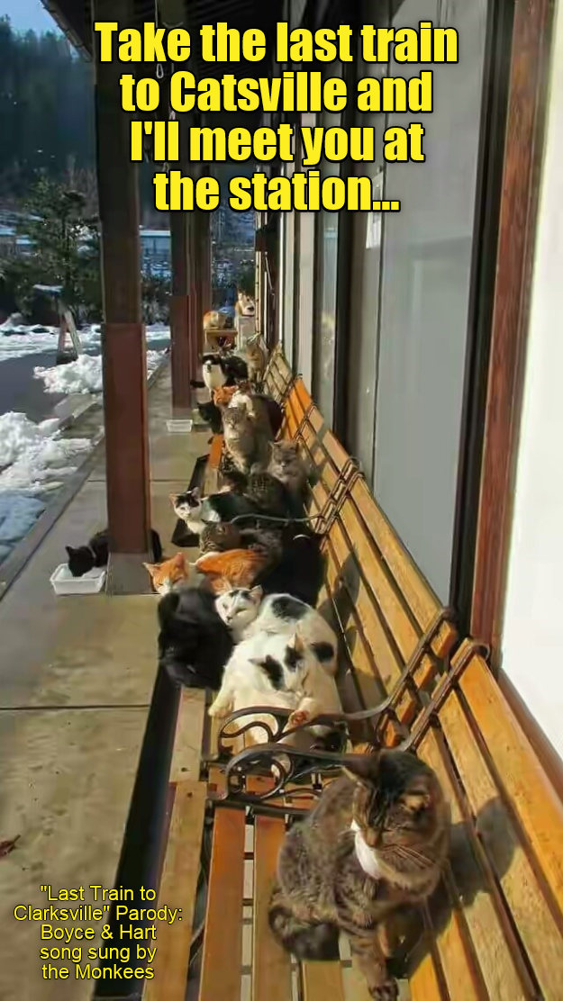 I want to go there... - Lolcats - lol | cat memes | funny cats | funny ...