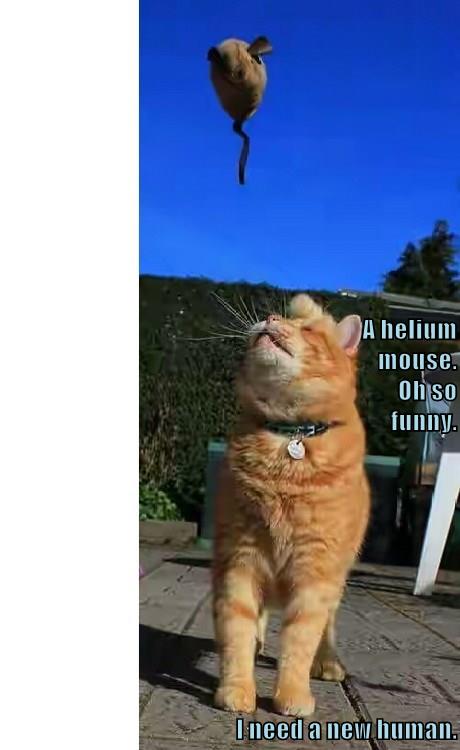 Hel-ium - Lolcats - lol | cat memes | funny cats | funny cat pictures ...