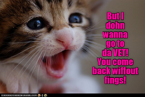 The older cats talked... - Lolcats - lol | cat memes | funny cats ...